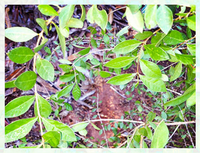 Home - The Henna Tree