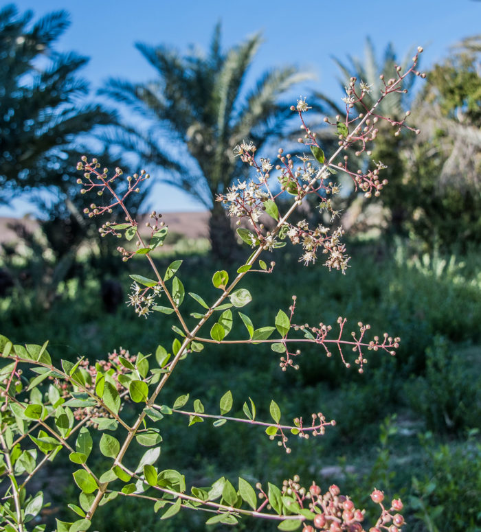 Contact Us - The Henna Tree
